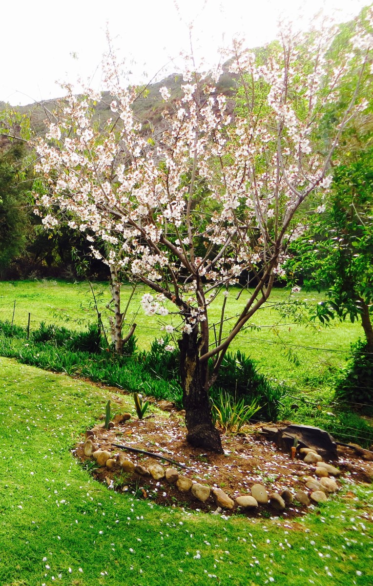 So Be It- a mortal poem – Helena Kingwill – Earthnotes for hope